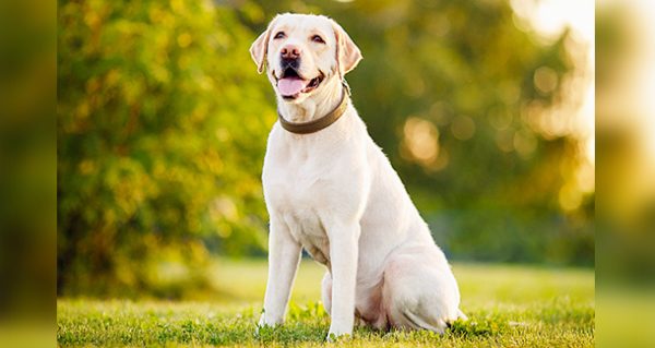 9 Best Dog Breeds For Indian Climate - Creature Companion