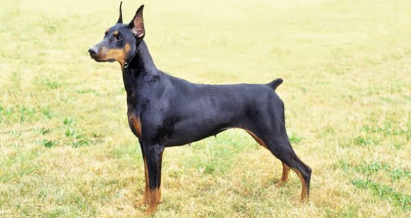 9 Best Dog Breeds For Indian Climate - Creature Companion