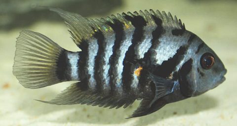 9 Perfect Oscar Tank Mates - Creature Companions | Magazine