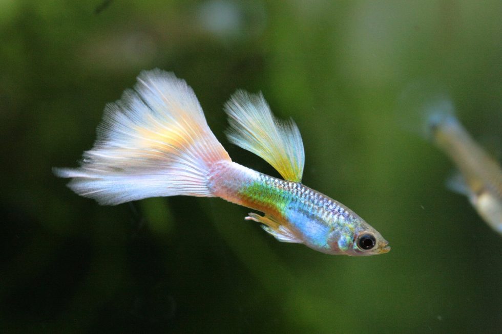 10 Popular Types of Pet Fish for your Aquarium - Creature Companion