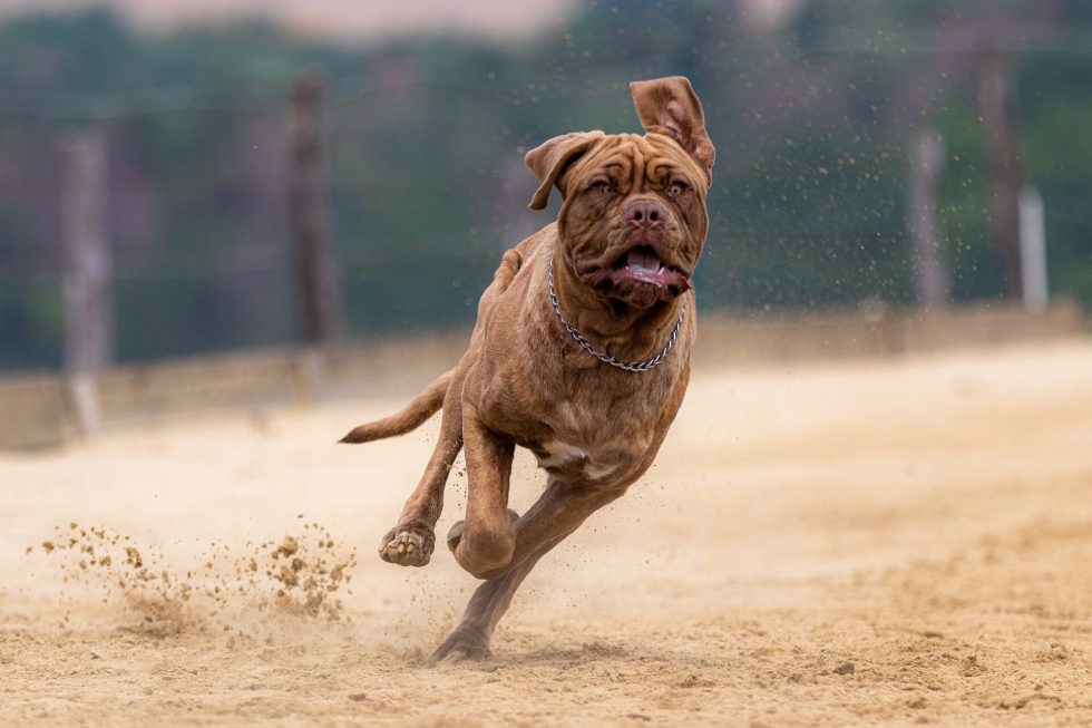 12 Most Dangerous Dog Breeds in World - Creature Companions