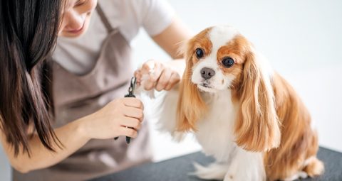 Dog Grooming | Creature Companions