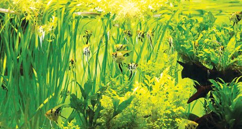 5 PROMINENT AQUARIUM BIOTOPES SEEN AROUND THE WORLD - Creature ...