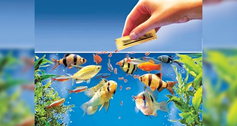 10 Factors to Consider while Setting up Amazon Biotope Aquarium