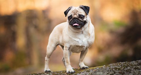 Pug, A Lively Dog - Creature Companions | Magazine