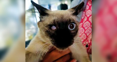 Horner’s Syndrome in Small Animals: Overview, Neuroanatomy, and ...