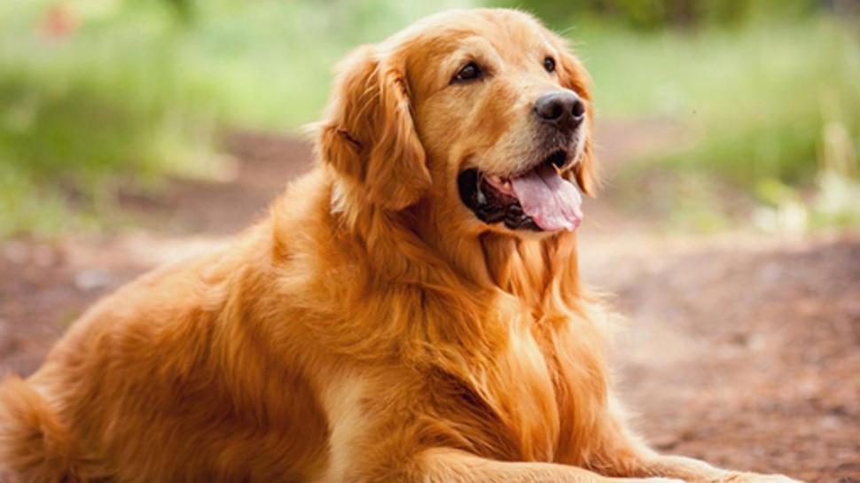 Heartfelt Dog Death Quotes To Remember Your Furry Friend Heartfelt Dog Death Quotes To Remember Your Furry Friend