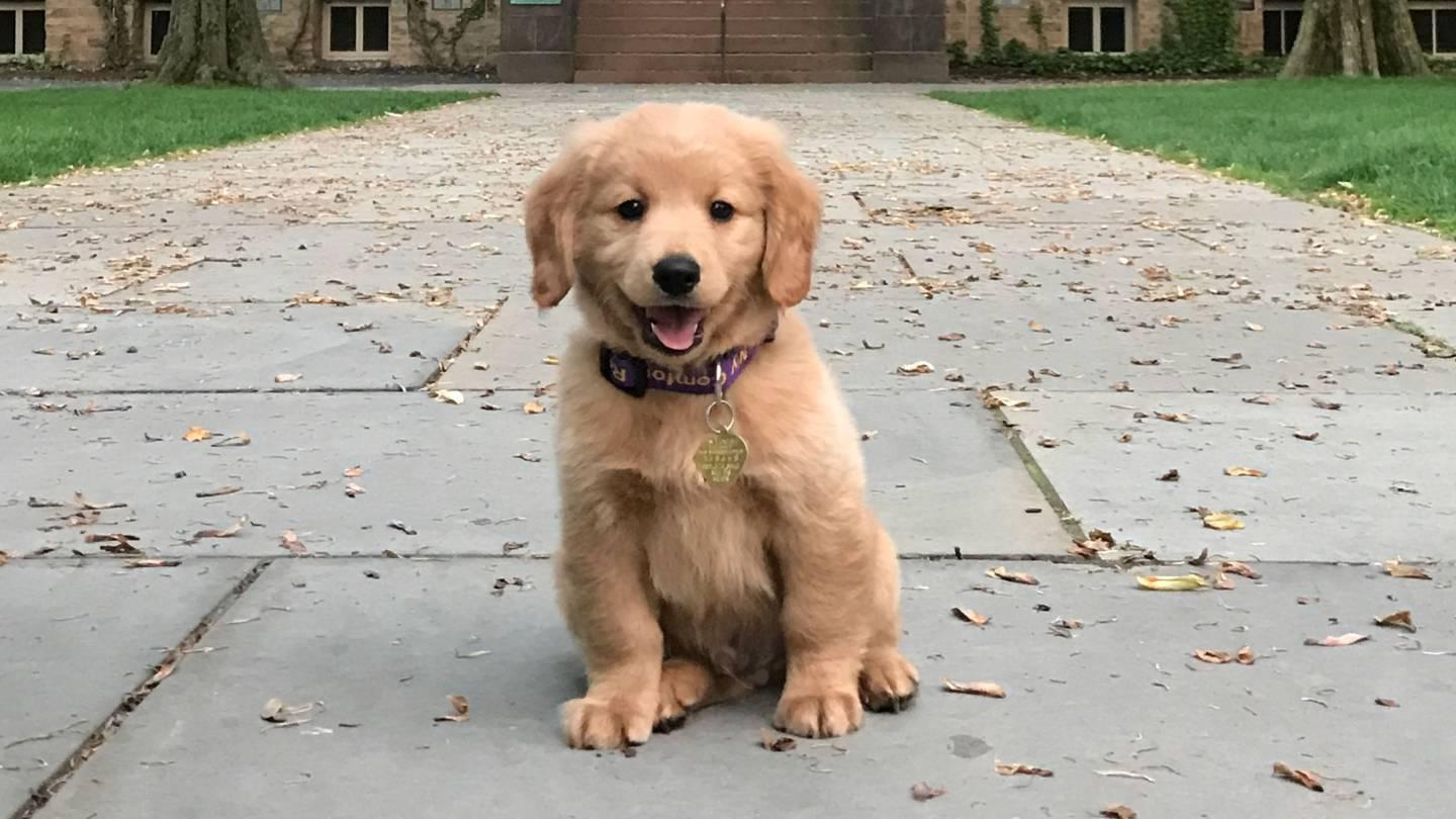 50 Best Dog Quotes For Instagram To Caption Your Pooch s Pics