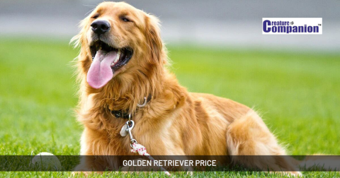 Golden Retriever Price in India: Cost & Buying Guide