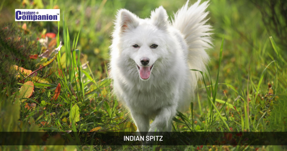 From India to the World: A Journey Through the History of Indian Spitzes