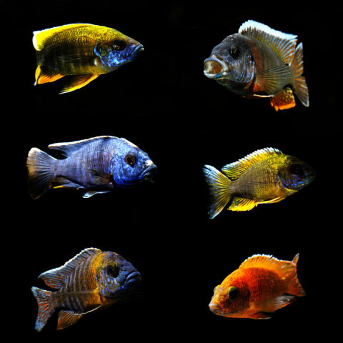 Best Choices for Indian Aquarium Fish to Enhance Your Home Tank