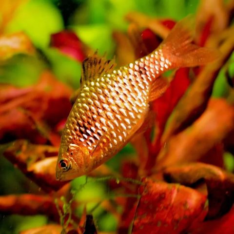 Best Choices for Indian Aquarium Fish to Enhance Your Home Tank