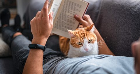Decoding Feline Language: Understanding Cat Behaviour and How Cats ...