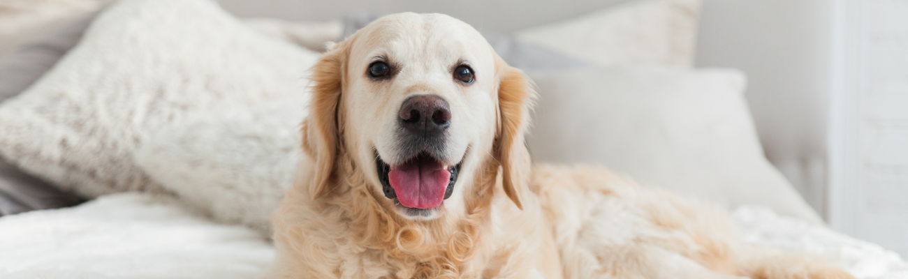 Creating a Pet-Friendly Home: Tips for a Safe Environment - Creature ...