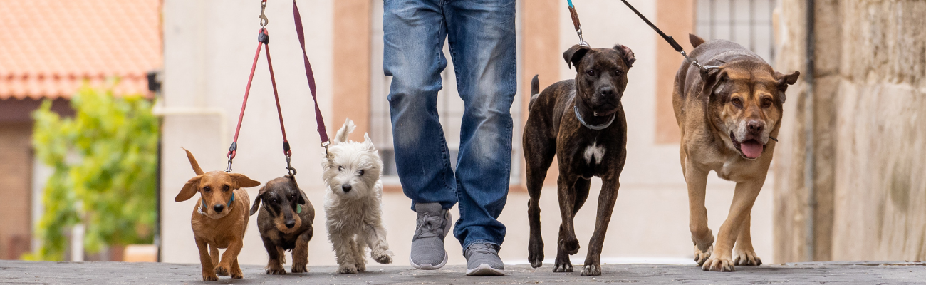 From Rescue to Runway: Pets Magazine Showcases the Power of Pet ...