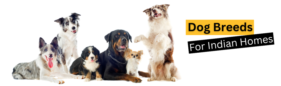 Top 12 Best Indian Dog Breeds: Indian Dogs For Sale – HHCT