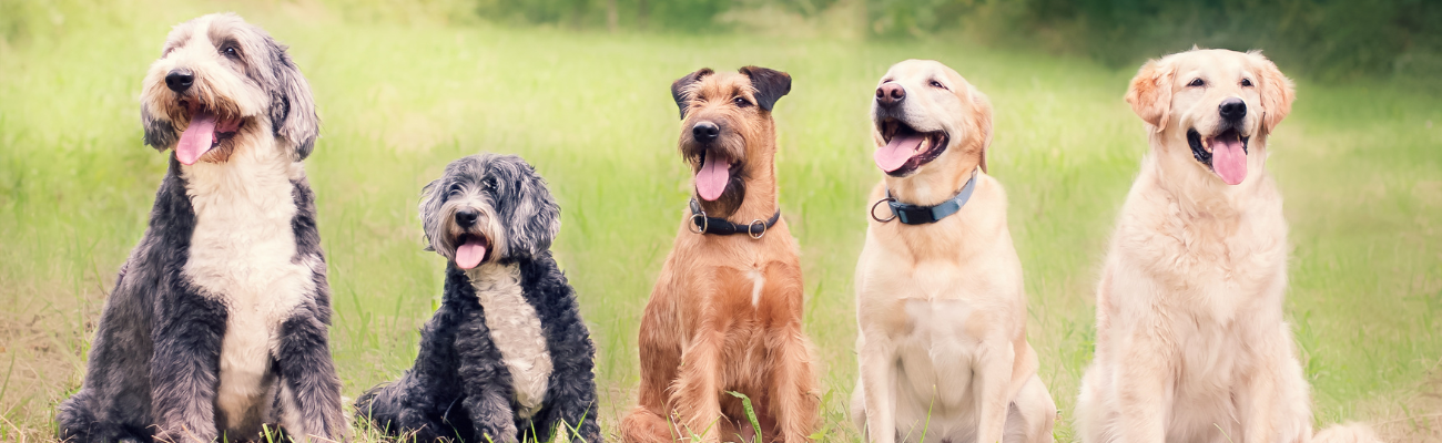 Top Tiny Trendsetters: The Rise of Micro Dog Breeds in Indian Cities ...