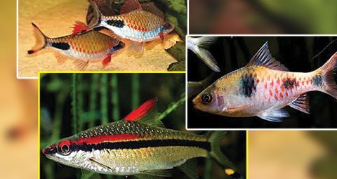 Endemic and Rare Indian Ornamental fishes - Creature Companions | Magazine