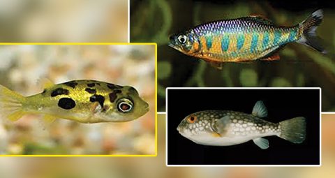 Endemic and Rare Indian Ornamental fishes - Creature Companions | Magazine