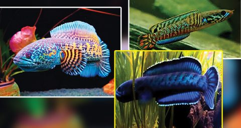 Endemic and Rare Indian Ornamental fishes - Creature Companions | Magazine