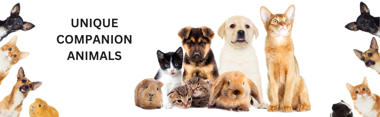 Beyond Dogs and Cats: Highlighting Unique Companion Animals - Creature ...