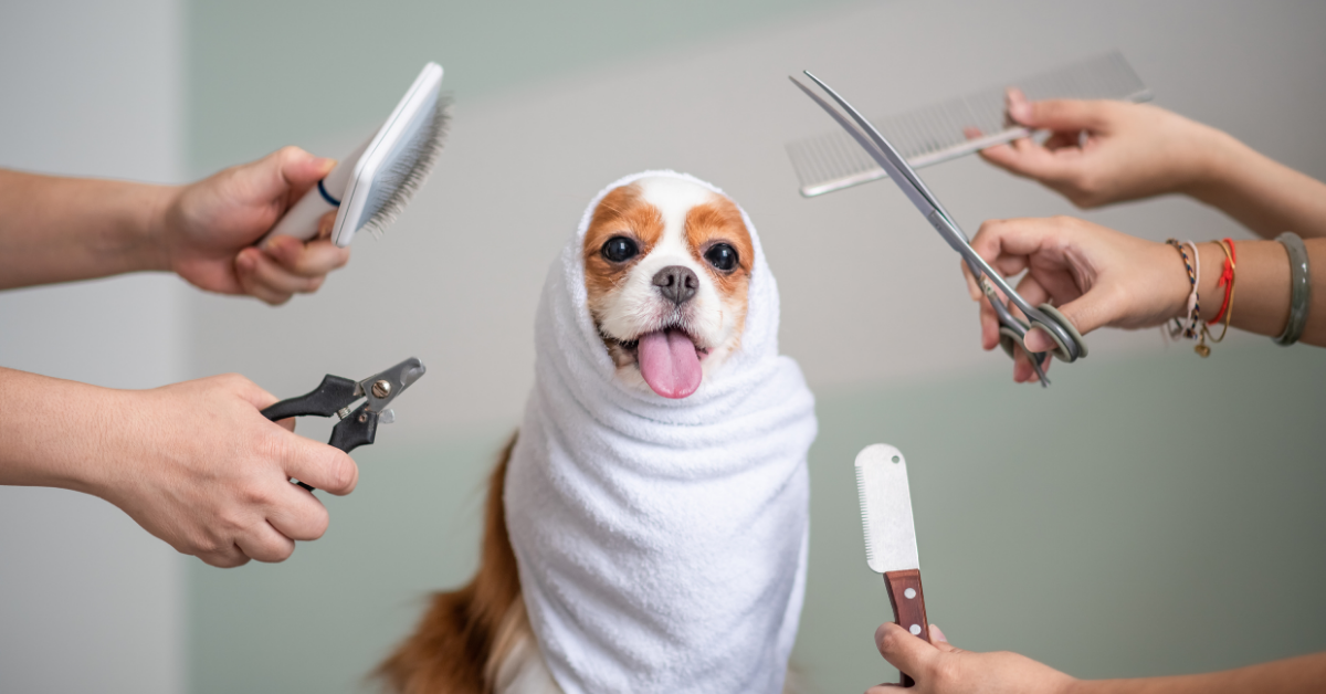 Beyond the Brush: A Guide to Specialized Dog Grooming Techniques ...