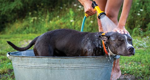 Beat the Heat: Essential Tips for Keeping Your Dog Safe and Cool This ...