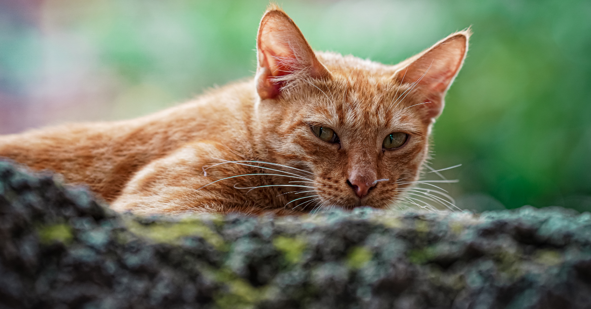 The Heat is On: Cat Breeds Best Suited for India's Warm Climate ...