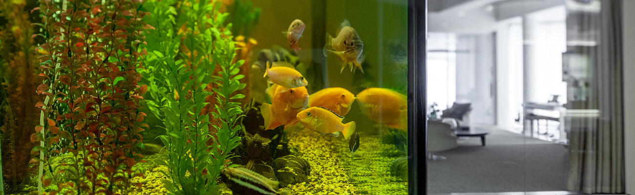 Benefits of Fishkeeping for Reducing Stress - Creature Companions ...