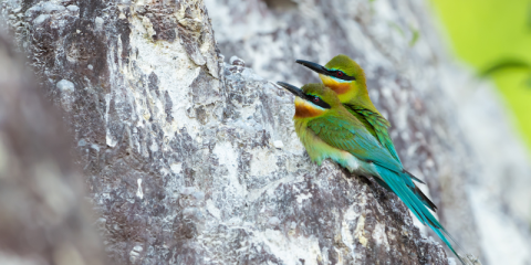 Common Bird Behavior Problems and How to Solve Them - Creature ...