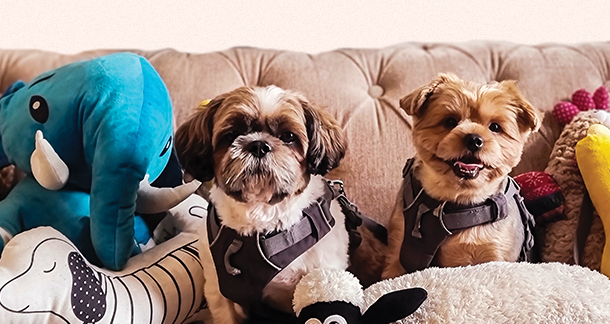 From Mine to Ours – tale of Alex & Chico - Creature Companions | Magazine