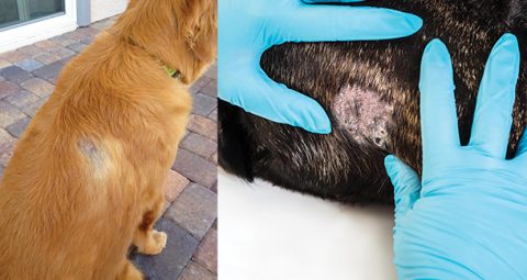 Flea Allergic Dermatitis in Dogs: What Every Pet Owner Needs to Know ...