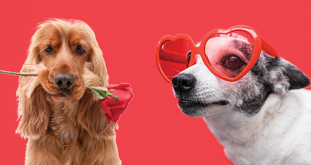 Unleashing Love: Celebrating Dog Valentine’s Day in Style - Creature ...