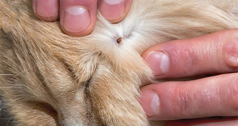 Monsoon Care for Cats: How to Keep Your Feline Friend Happy During the ...