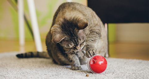 Monsoon Care for Cats: How to Keep Your Feline Friend Happy During the ...