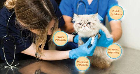 Common Nutritional Deficiencies in Cats